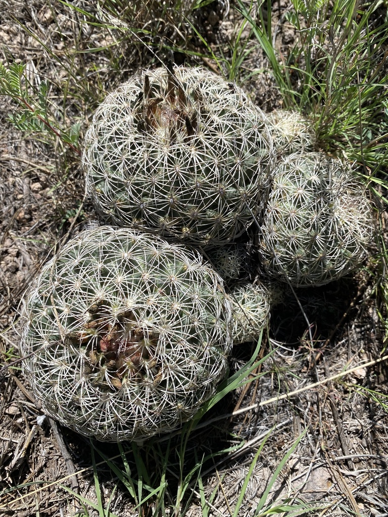 Coryphantha compacta from Durango, Durango, MX on July 23, 2022 at 11: ...