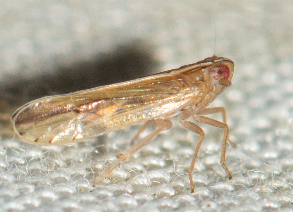 Stenocranus dorsalis from Ocean Springs, MS 39564, USA on July 23, 2022 ...