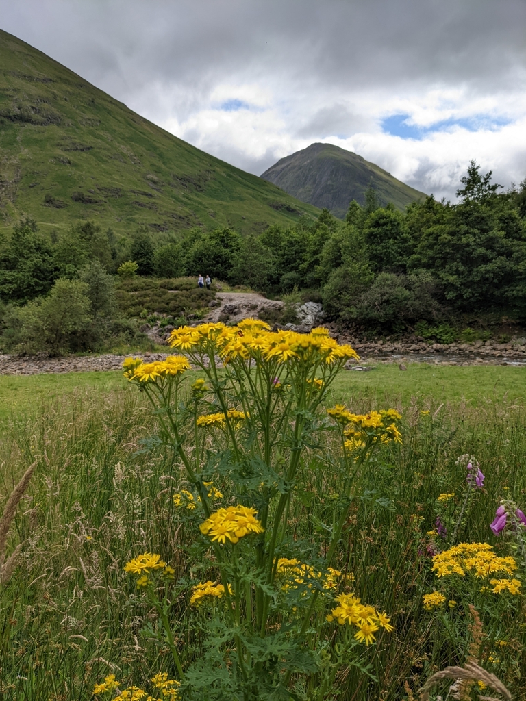 ragwort from Glencoe, Ballachulish PH49 4LA, UK on July 20, 2022 at 03: ...