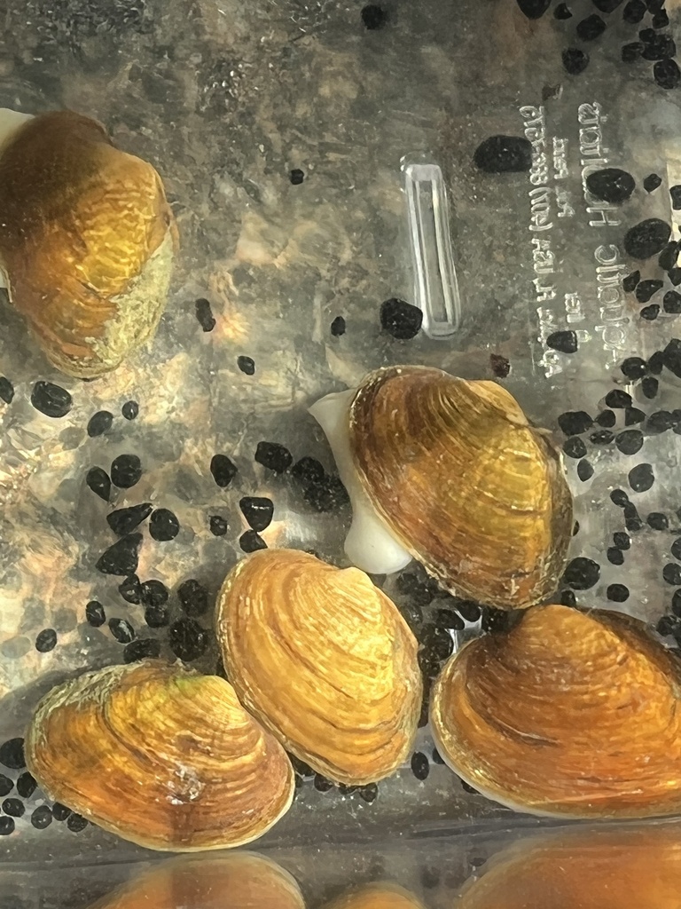 False Spike in May 2022 by Ericah Beason. Gravid females from Guadalupe ...