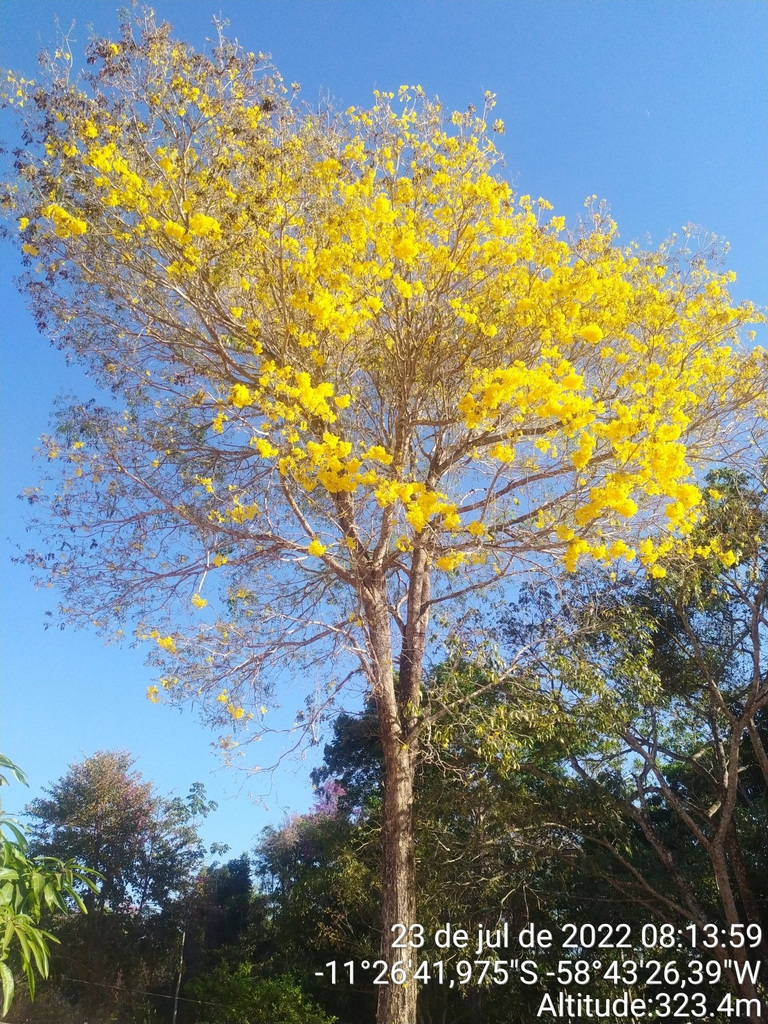 yellow poui from Juína, BR-MT, BR on July 23, 2022 at 08:13 AM by Gean ...