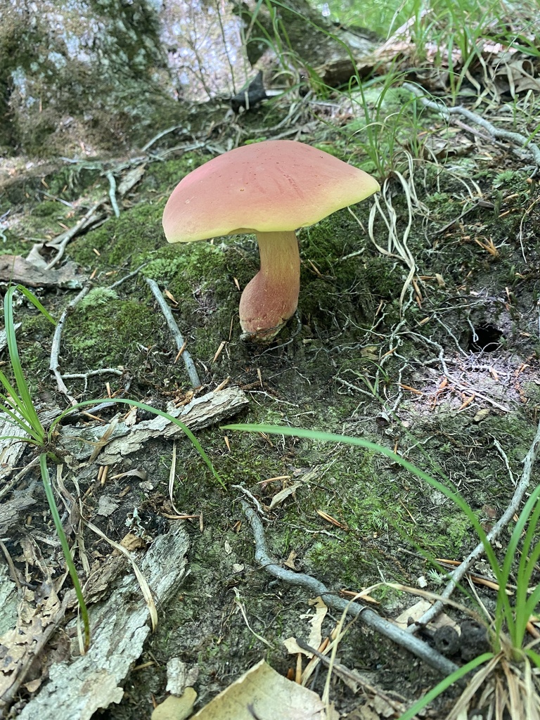 Lanmaoa pallidorosea from Nashville, IN, US on July 22, 2022 at 03:14 ...