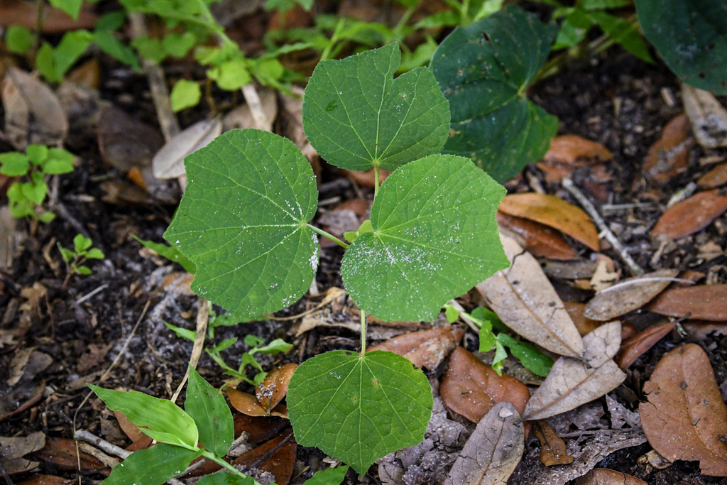 Caesar weed from Southgate, FL 34239, USA on July 21, 2022 at 09:51 AM ...