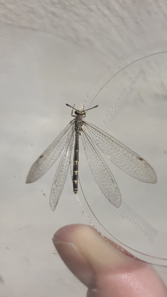 Myrmeleon inconspicuus from 40200 Mimizan, France on July 23, 2022 at ...