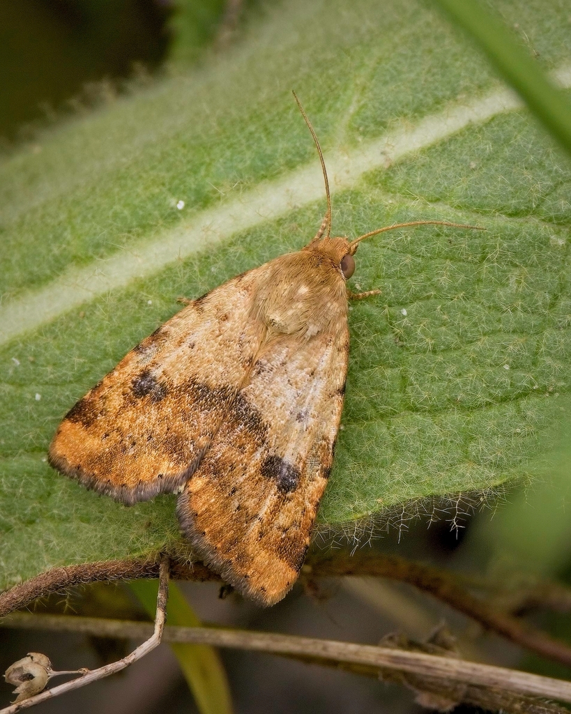 Spotted Straw Moth from Patuxent Research Refuge, Prince George's ...