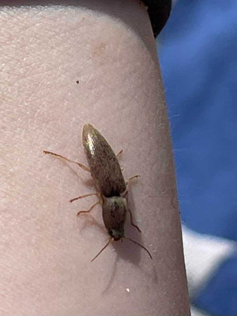 Conoderus lividus from Erie on July 19, 2022 at 02:18 PM by Sarah Betts ...