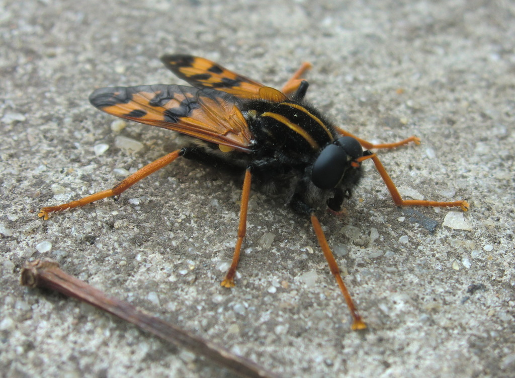 Pelecorhynchus flavipennis from UFTG on November 30, 2012 by Mark ...