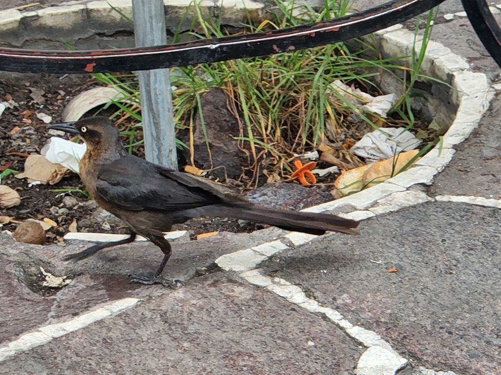 Great-tailed Grackle from 55829 State of Mexico, Mexico on July 23 ...