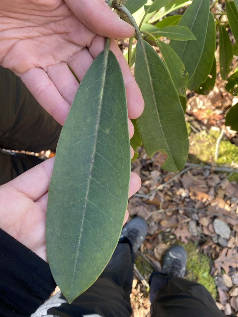 great rhododendron from Delaware Water Gap National Recreation Area ...