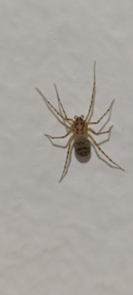 Common Spitting Spider from Casbeno, 21100 Varese VA, Italia on July 24 ...