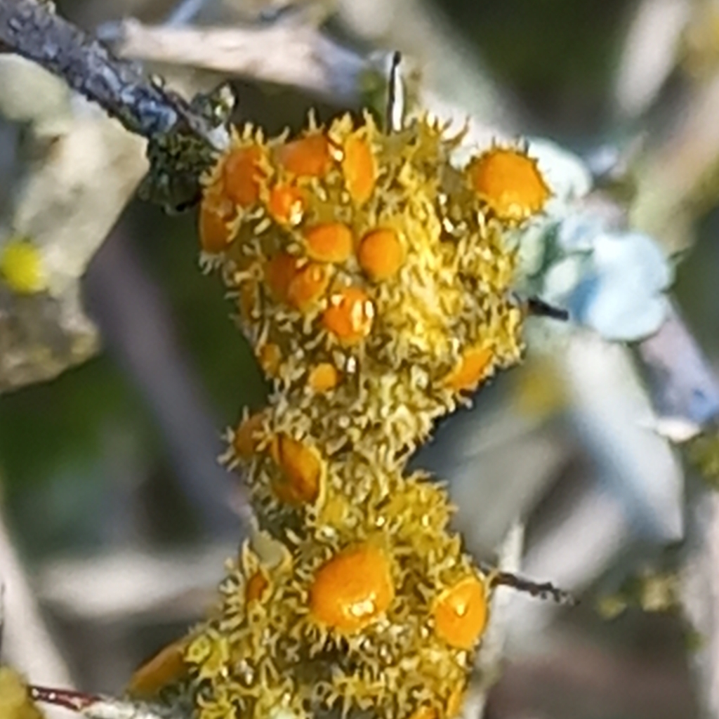 Golden-eye Lichen from Swellendam Local Municipality, South Africa on ...