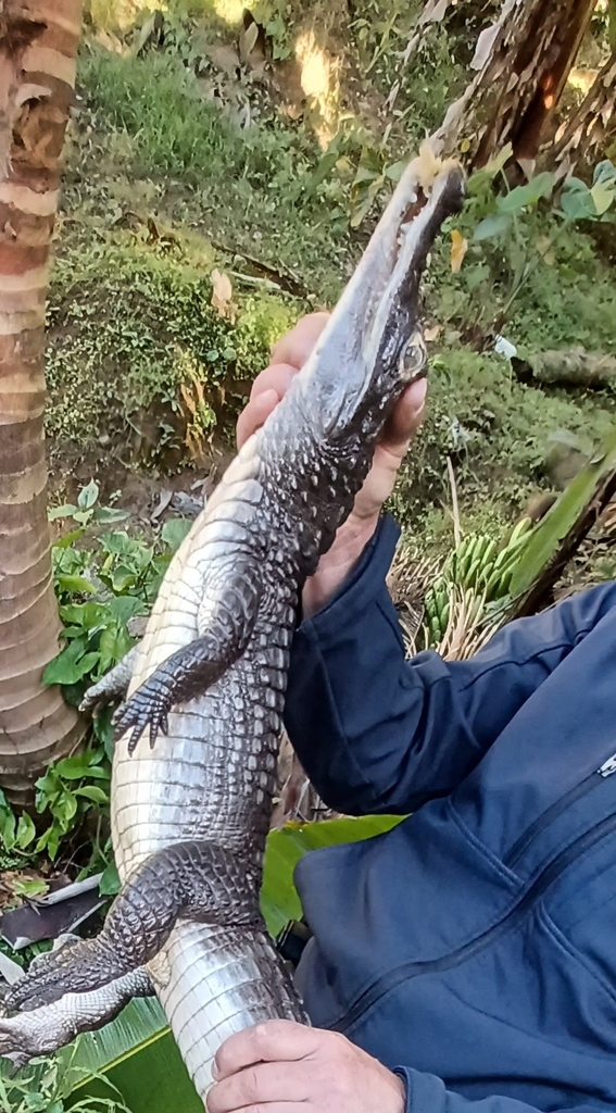 Spectacled Caiman from Capáez, Adjuntas 00601, Puerto Rico on January ...