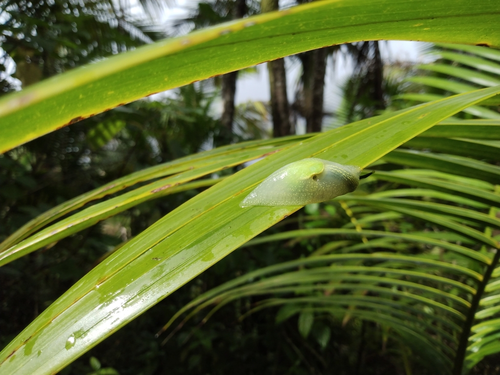 Puerto Rican Semi-slug from 8624+9P5, Río Grande 00745, Puerto Rico on ...