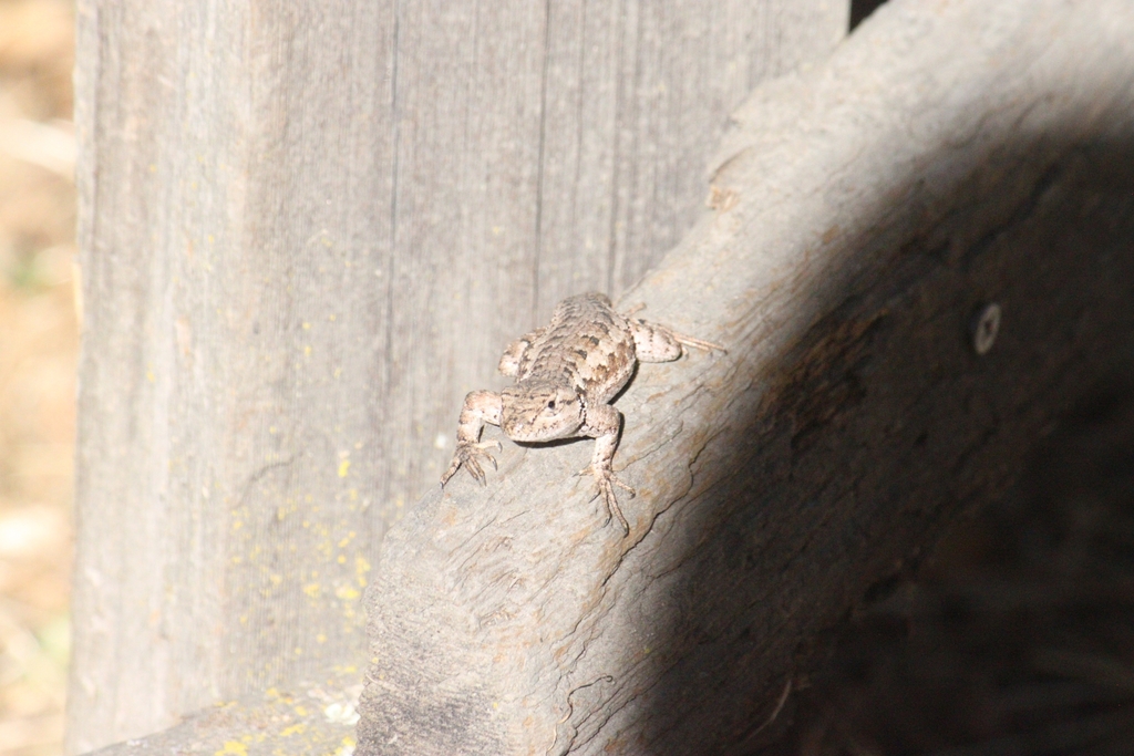 Western Fence Lizard from Hastings Natural History Reserve, Monterey ...