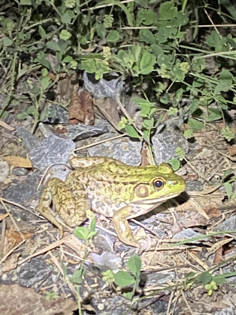 Green Frog from Cross Rd, Bradford, VT, US on July 20, 2022 at 09:08 PM ...