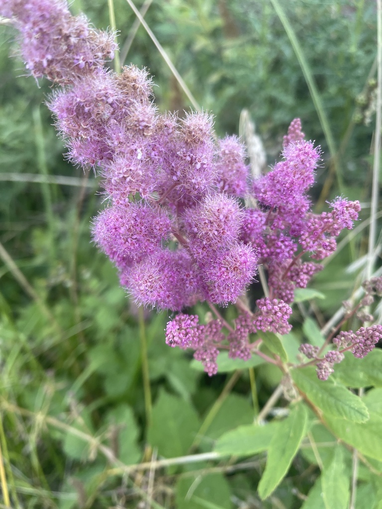 Rose Spirea from Howard Buford County Park, Springfield, OR, US on July ...