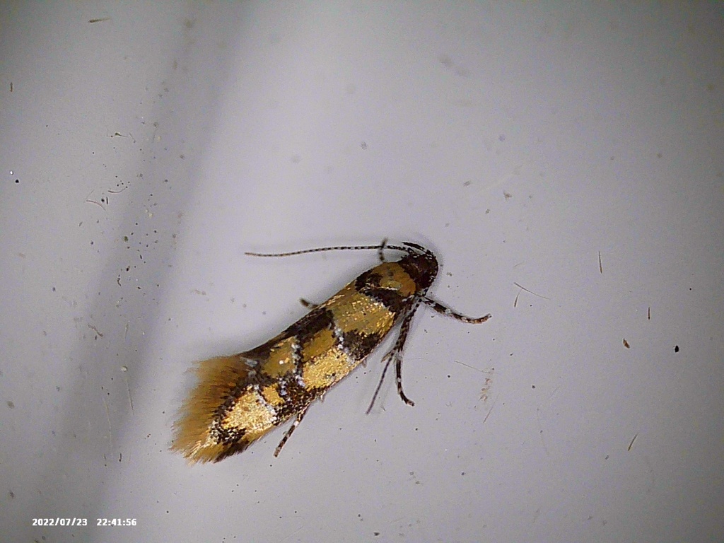 Reticulated Decantha Moth from Windy Ridge Rd, Warren, CT, US on July ...
