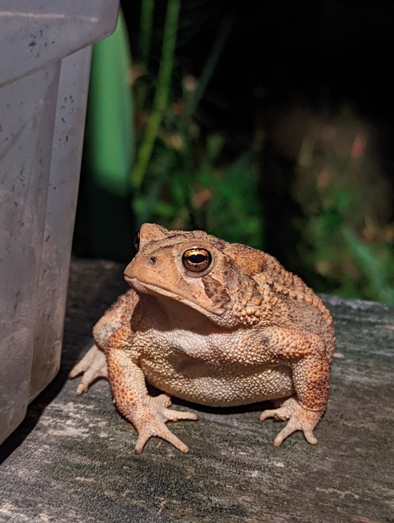 American Toad from Marshfield, MA 02050, USA on July 23, 2022 at 11:35 ...
