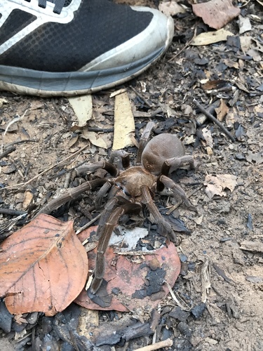 Selenocosmia strenua · iNaturalist