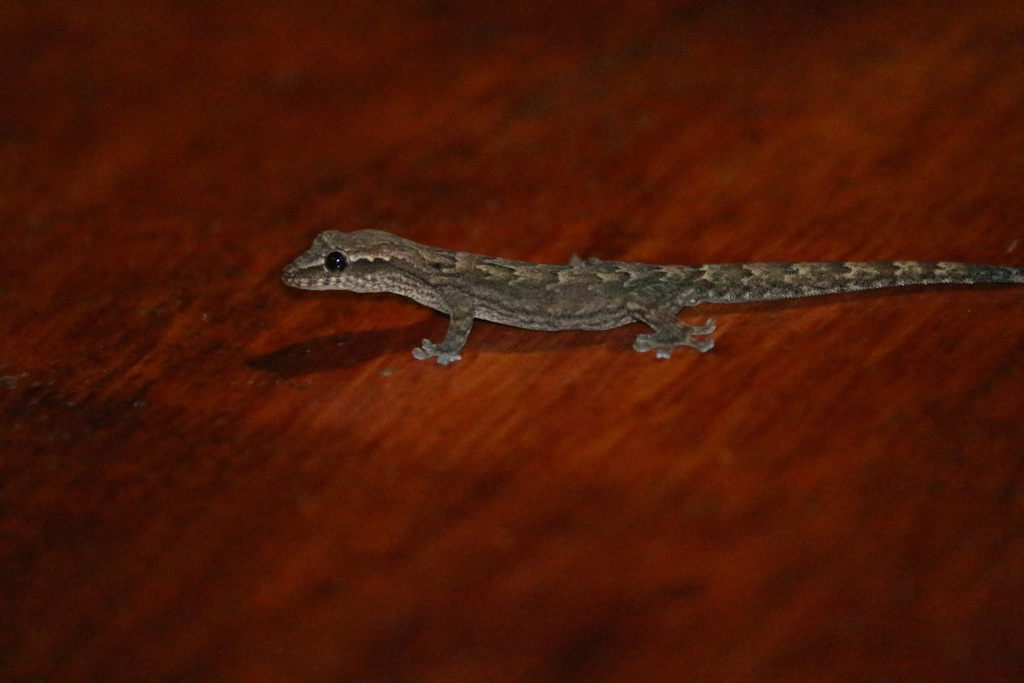 Geckos from Puntarenas Province, Uvita, Costa Rica on December 3, 2015 ...