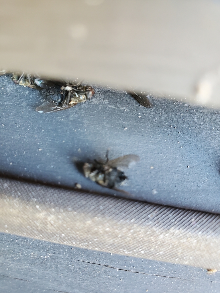 Cluster Flies in July 2022 by Radu Scurtescu. Trapped inside a window ...