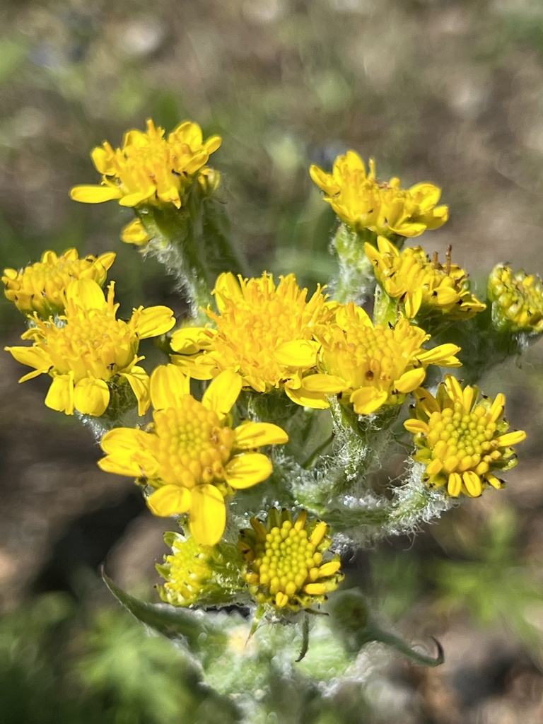 Tall western groundsel from E.C. Manning Provincial Park, Okanagan ...