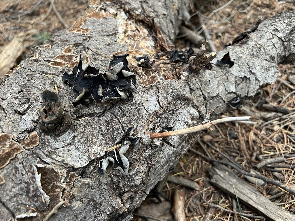 Jelly Tree Ear from Coronado National Forest, Tucson, AZ, US on July 23 ...