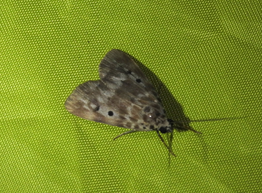 Carissa Tiger Moth from CEC BNHS, Goregaon, Mumbai, Maharashtra, India ...