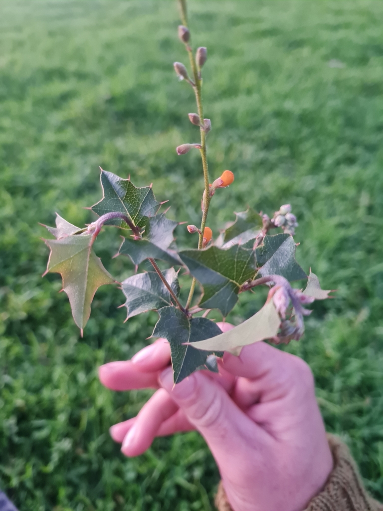 plants from Mogo on July 24, 2022 at 05:18 PM by Cherita Dietzel ...