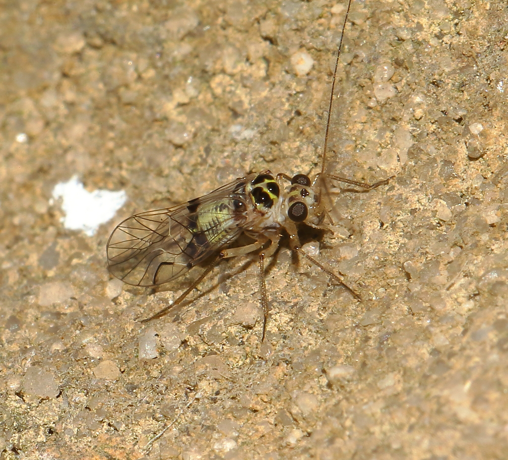 Psocomorpha from Madison County, AL, USA on August 26, 2021 at 11:16 PM ...