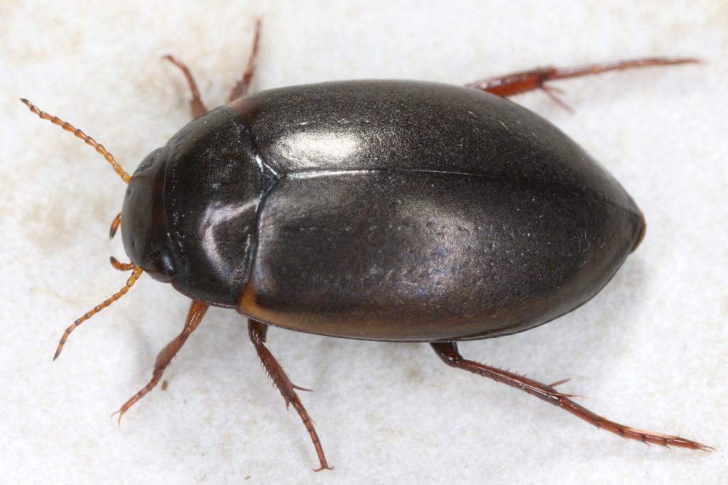 Agabus from Feldkirchen, Österreich on July 15, 2022 at 06:57 PM by ...