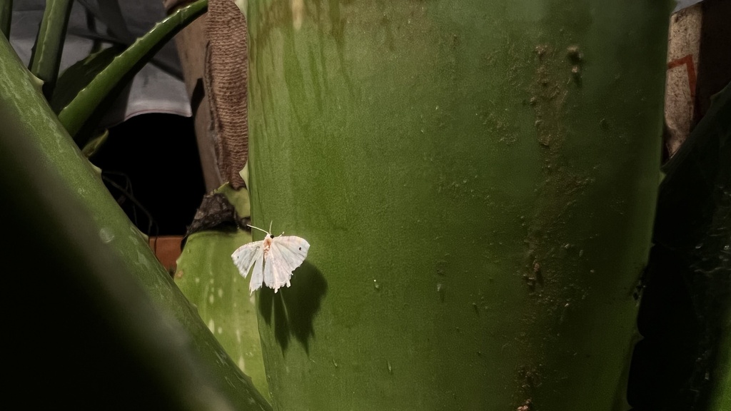 Epiplema from Warje Malwadi, Pune, MH, IN on July 23, 2022 at 07:50 PM ...