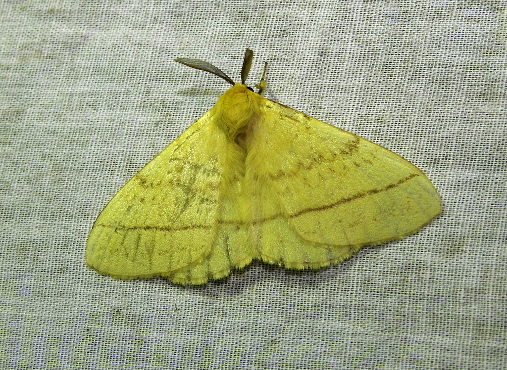 Eupterote lineosa from CEC BNHS, Goregaon, Mumbai, Maharashtra, India ...