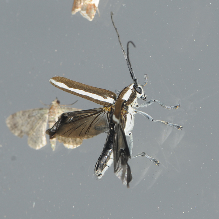 Round-headed Apple Tree Borer from Chippewa County, MI, USA on July 24 ...