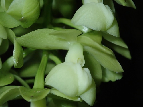 Epidendrum renilabium · iNaturalist