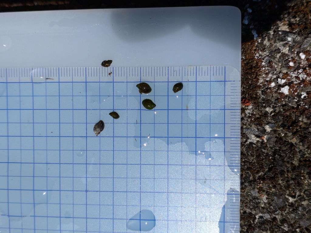 Radix plicatula from 264台灣宜蘭縣員山鄉蓁巷路 on July 24, 2022 at 01:40 PM by 蟻又丹 ...