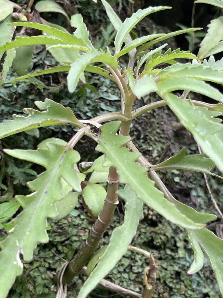 Kalanchoe ceratophylla from 信義鄉, TW on July 17, 2022 at 12:33 PM by ...