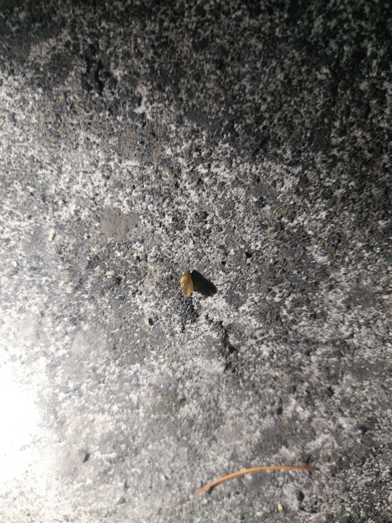 Radix plicatula from 264台灣宜蘭縣員山鄉蓁巷路 on July 24, 2022 at 09:31 PM by ...