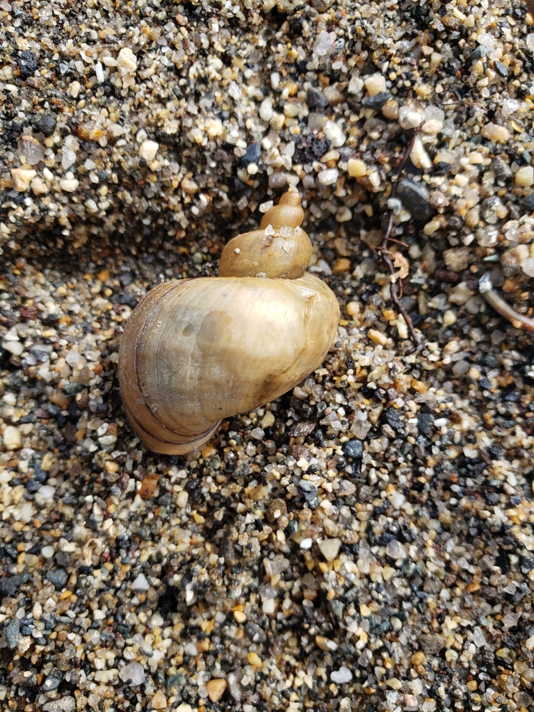 Frigid Pond Snail from Stikine, CA-BC, CA on July 23, 2022 at 09:23 AM ...