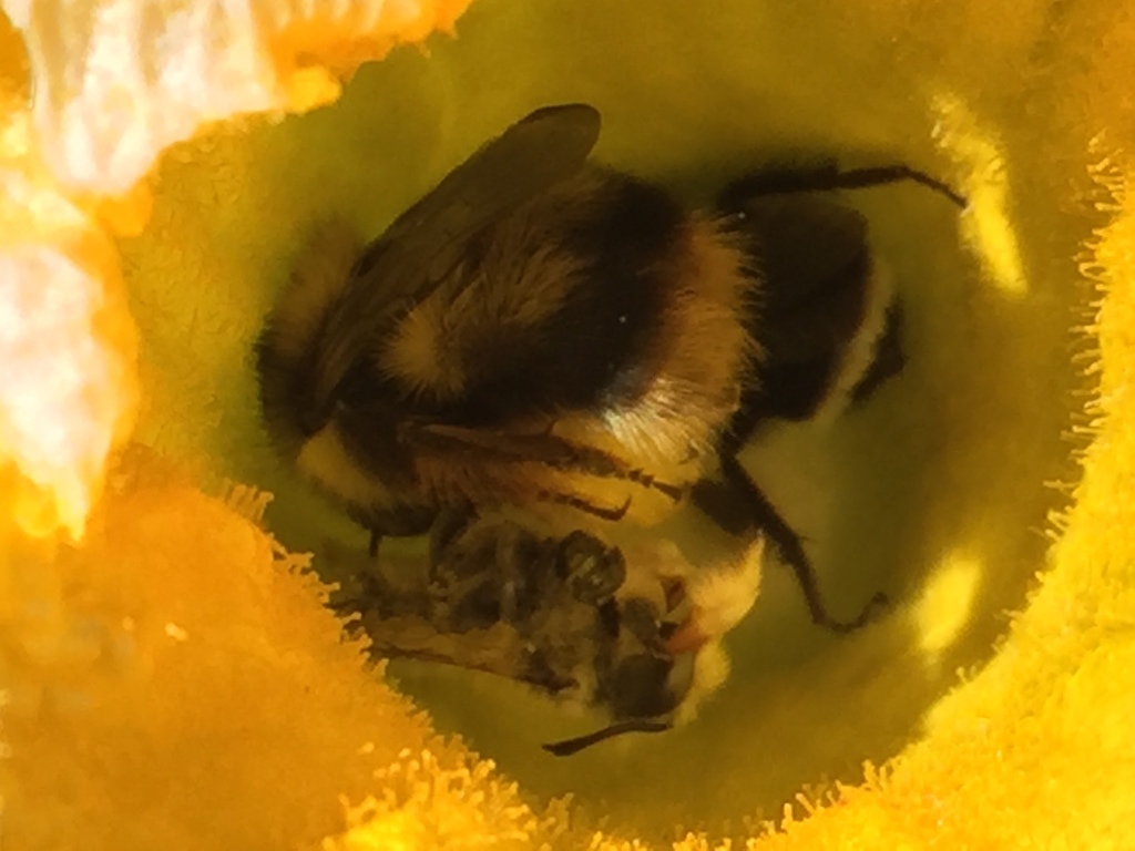 Western Leafcutter Bee from 93655 Viking Ln, North Bend, OR, US on July ...