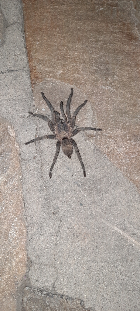 Middle East Black Tarantula from Ayia Napa on July 24, 2022 at 02:22 AM ...