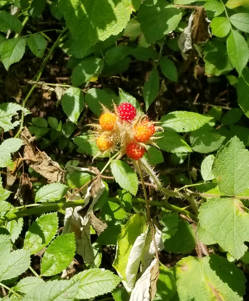 wineberry from Bluestone Turnpike Trail, White Oak, WV 25989, USA on ...