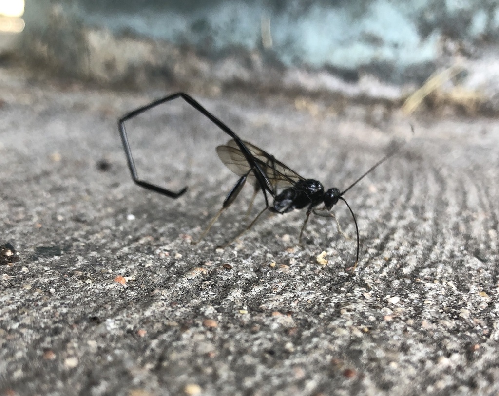 American Pelecinid Wasp from Sunken Gardens Park, Denver, CO, US on ...