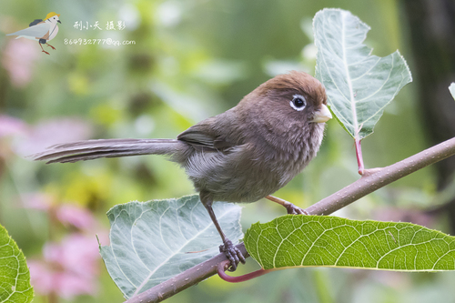 Spectacled Parrotbill (Sinosuthora conspicillata) · iNaturalist