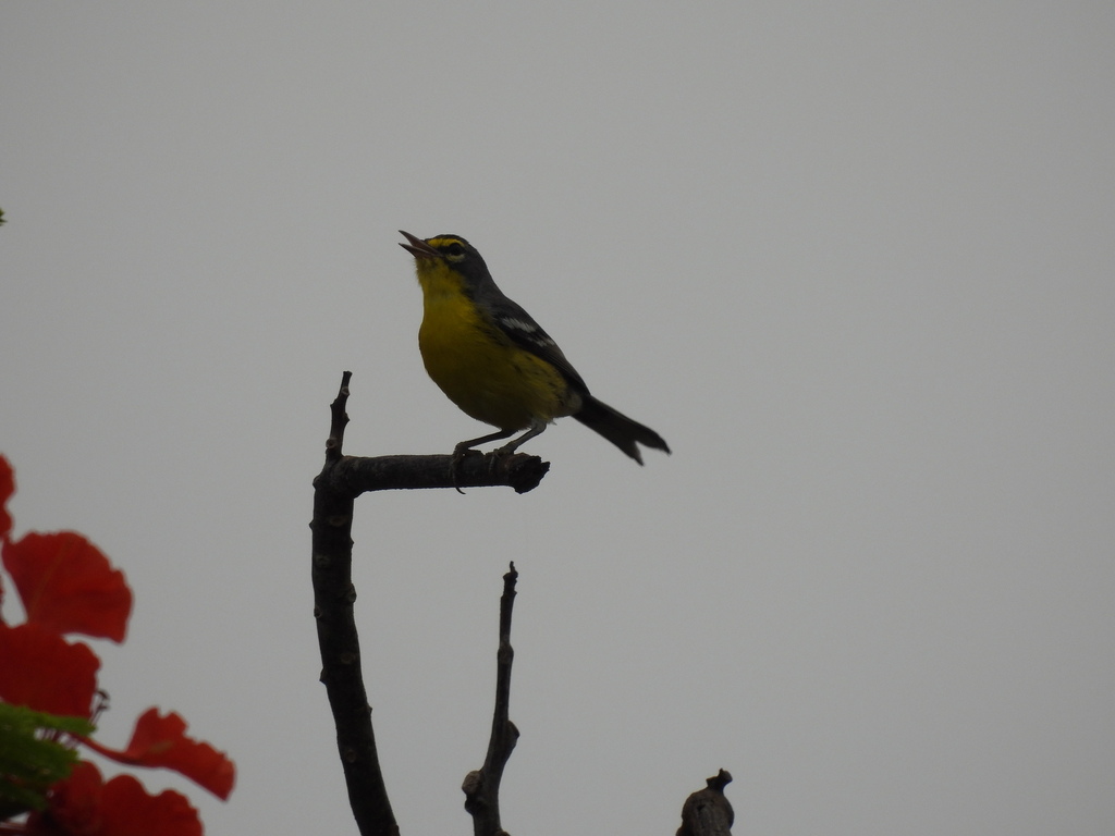 Adelaide's Warbler from Canóvanas, Puerto Rico on July 18, 2022 at 06: ...