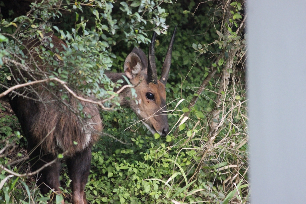 Southern Bushbuck from Wilderness on May 14, 2022 at 06:22 PM by Raven ...