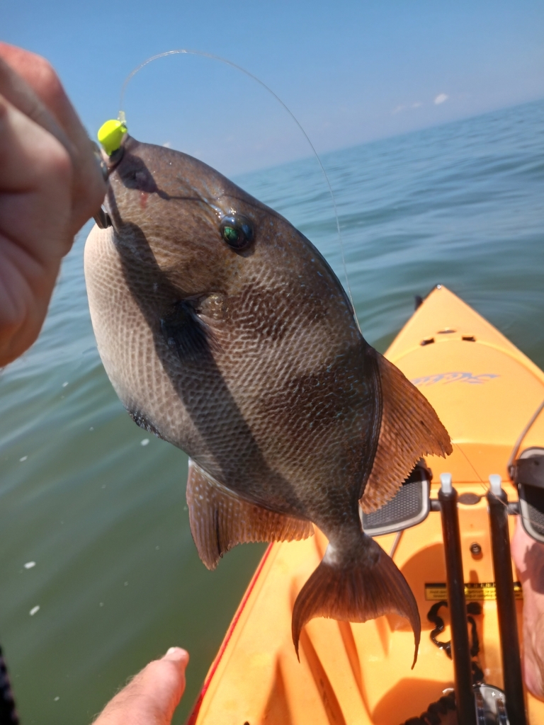 Grey Triggerfish from Sussex County, DE, USA on July 23, 2022 at 12:07 ...