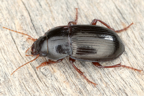 Amara spectabilis · iNaturalist