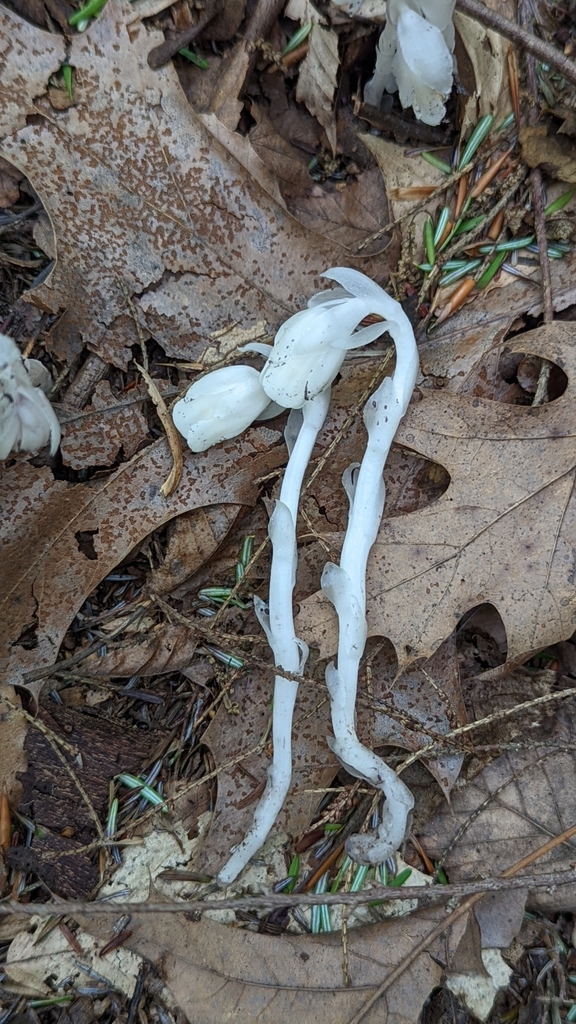 Ghost Pipe from Perry Township, PA, USA on July 23, 2022 by Dawn Wehman ...