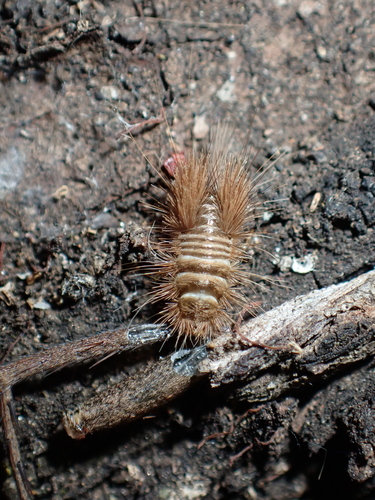Ctesias variegata · NaturaLista Colombia